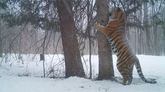Tracking Siberian Tigers