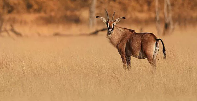 Antelopes of Africa