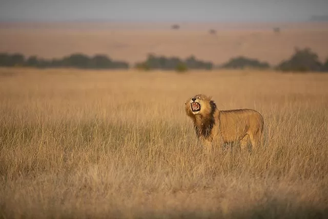 All about Grumeti Reserve