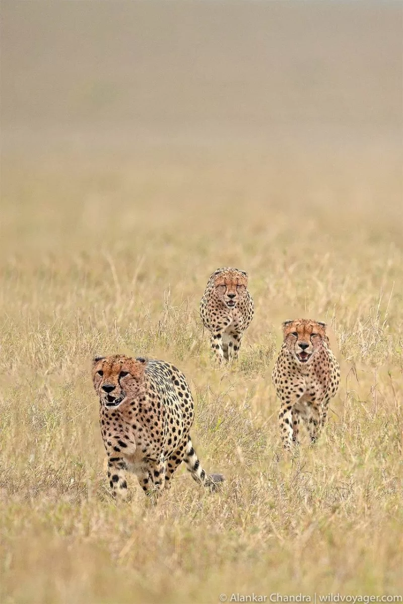 The Famous Five Brothers Of Maasai Mara