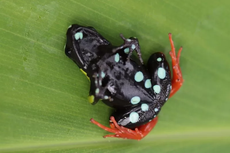 Top Frog Species Of Madagascar