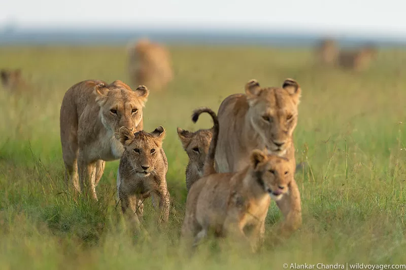 Amazing facts about lions