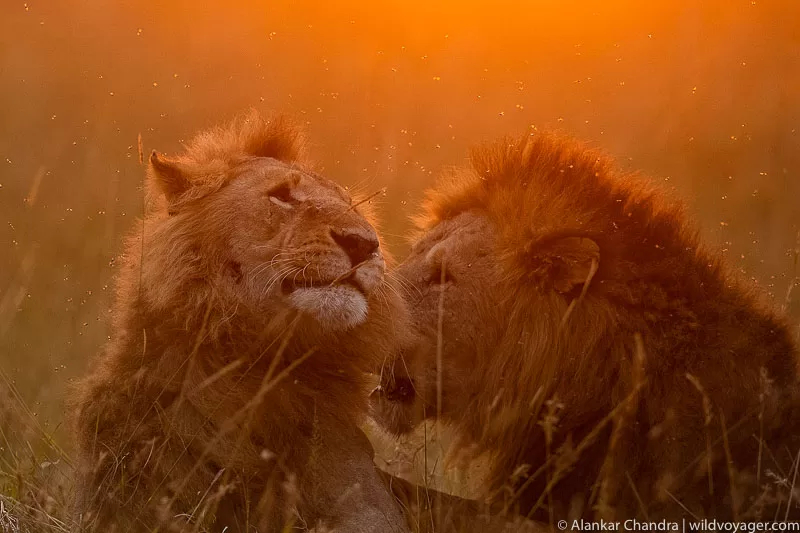 Amazing facts about lions