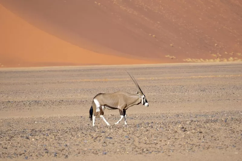 Most famous dunes of Namibia