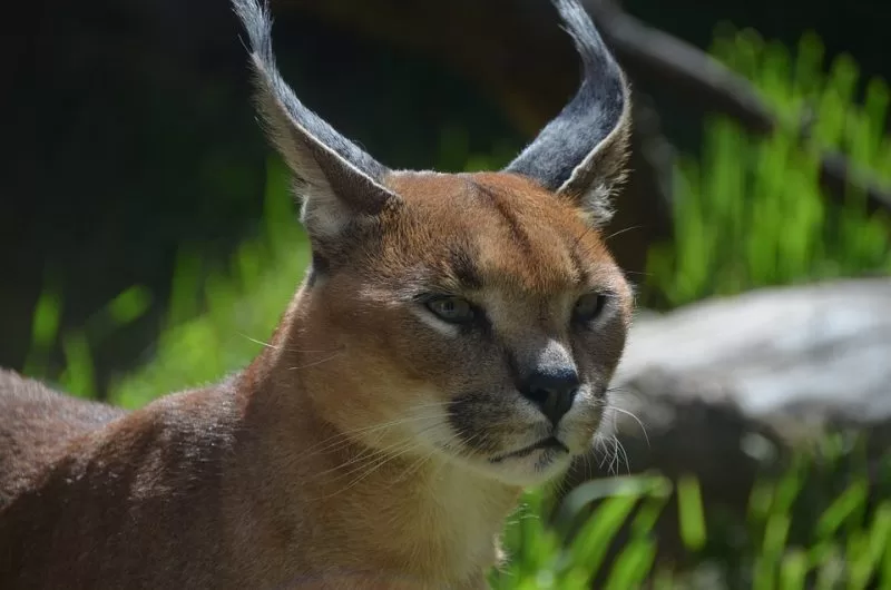 All about caracals