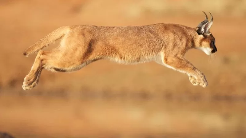All about caracals