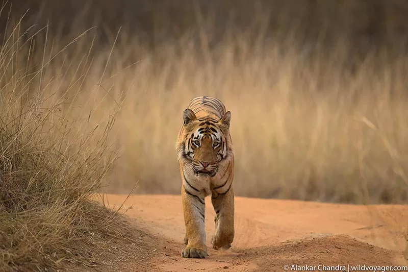 Tiger families of Tadoba National Park