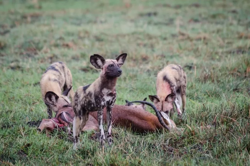 How Animals Choose Their Leaders