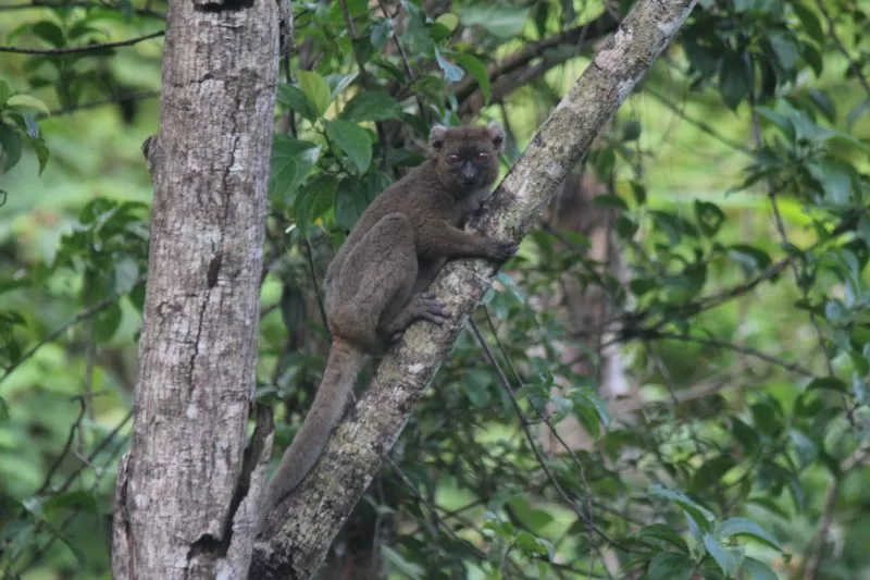 All you need to know about lemurs