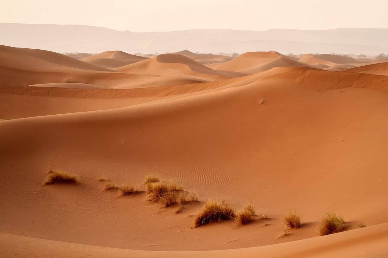 How to see Wildlife of the Sahara Desert