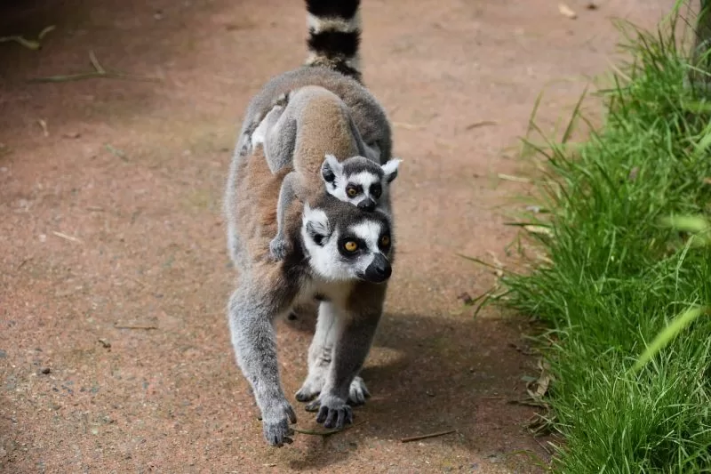 All you need to know about lemurs