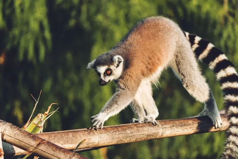 All you need to know about lemurs