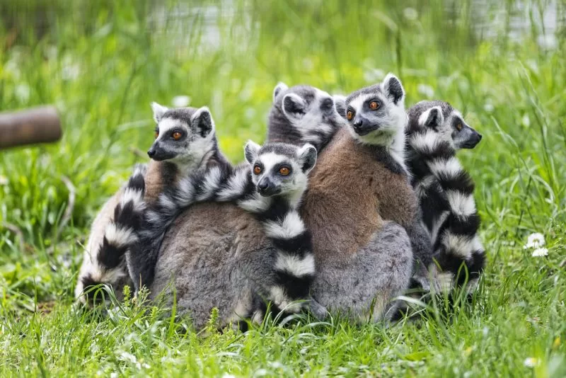 All you need to know about lemurs