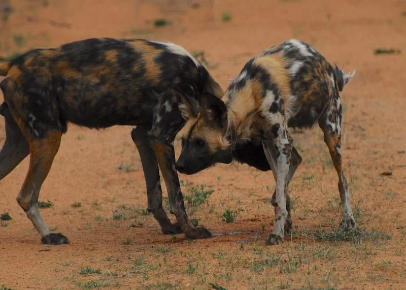 Where to see wild dogs in Africa