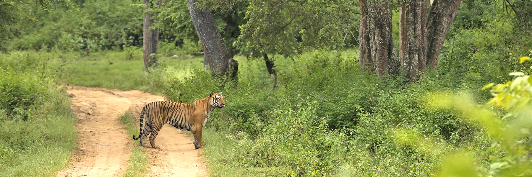 Bandipur safari packages | mudumalai national park | Wild Voyager