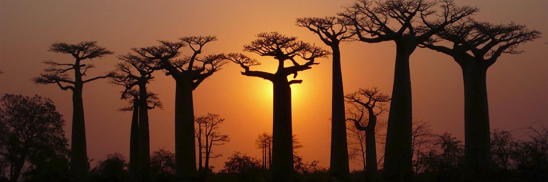 Trips To Madagascar | Madagascar Vacations | Wild Voyager