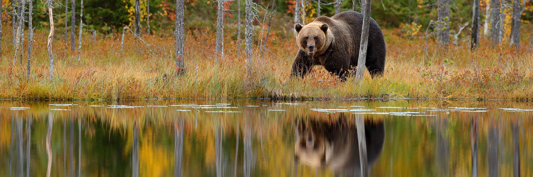 finnish bears | brown bear | Wild Voyager