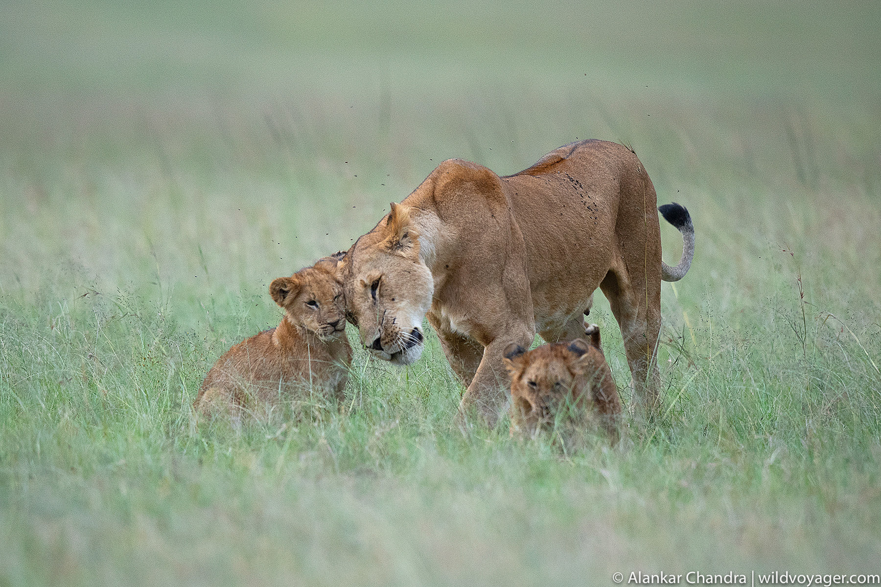 Luxury Masai Mara Safari Vacation Packages | Kenya Masai Mara