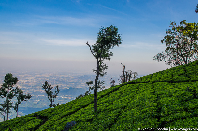 Nilgiri Biospehere Reserve | Nilgiri Mountains | Wild Voyager