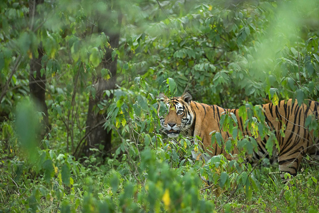 Sariska Tiger Reserve | Wild Voyager