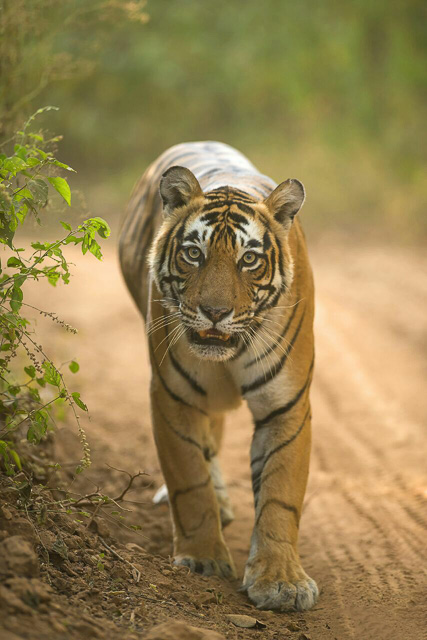 Sariska Tiger Reserve | Wild Voyager
