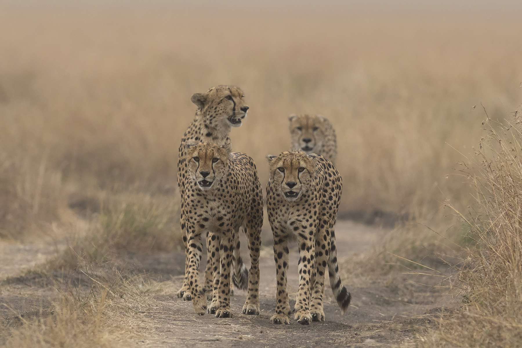 Masai Mara Safari Packages | Kenya Masai Mara Safari