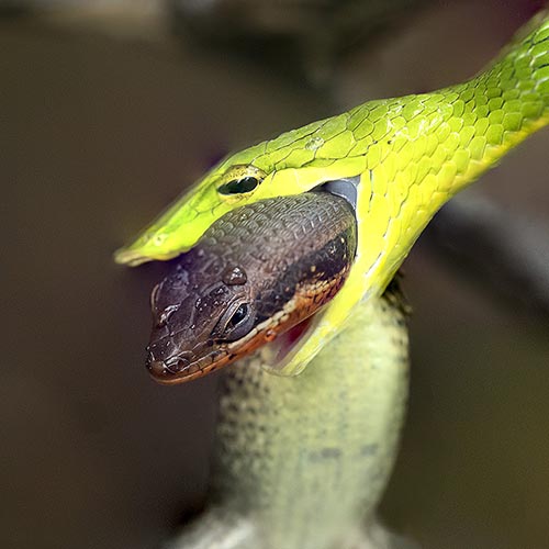 Amboli ghat | amboli waterfall | Wild Voyager