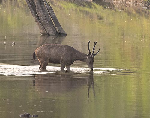 Namdapha national park | Wild Voyager