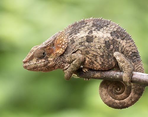 Masoala National Park | Aye Aye Lemur | Wild Voyager