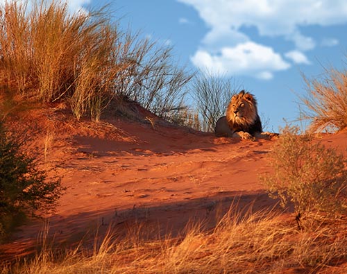 Kalahari Game Reserve | CKGR Safaris | Wild Voyager