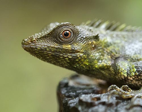 Agumbe Tour Packages | Agumbe Ghat | Wild Voyager