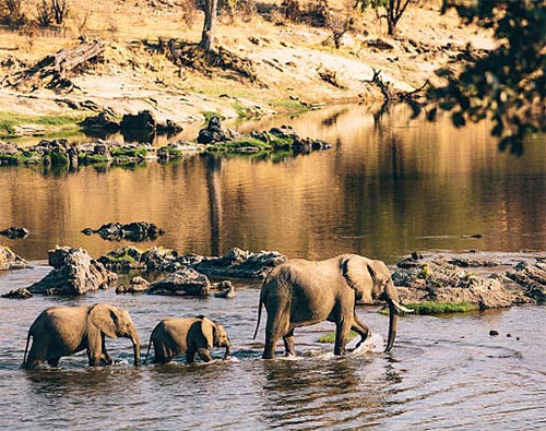 Safari in Ruaha National Park | Wild Voyager