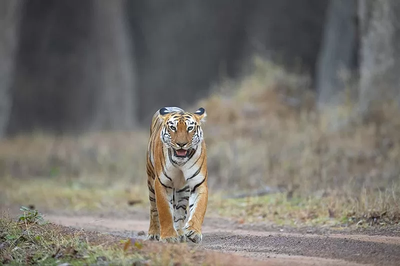 The Tiger DNA