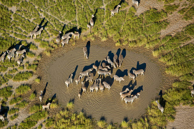 Botswana’s Zebra Migration
