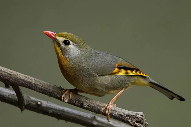 Birding destinations in India