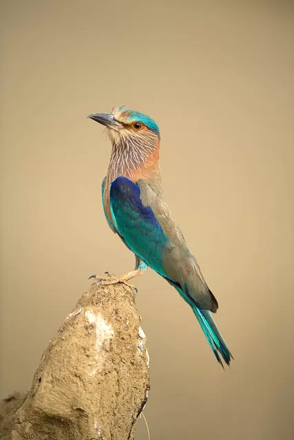 State birds of India