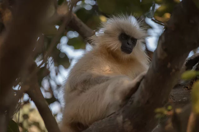 Primate species of India