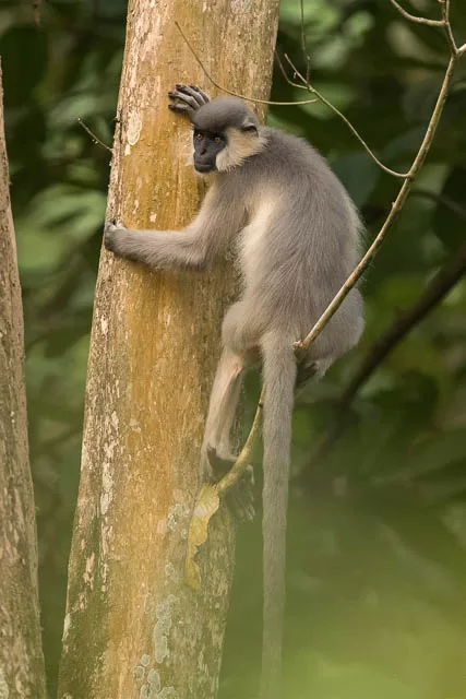 Primate species of India