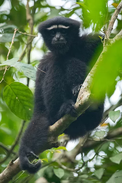 Primate species of India