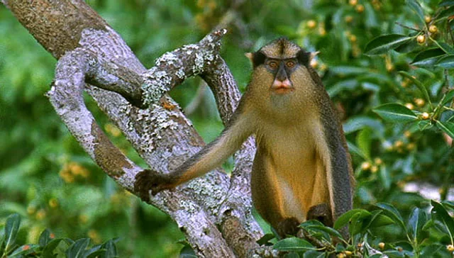 Primate species of Africa