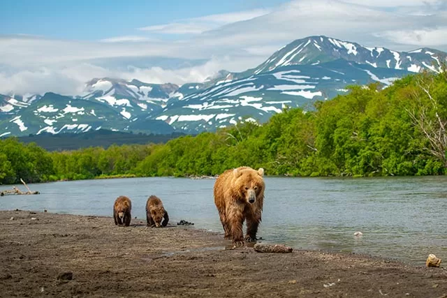All about brown bears
