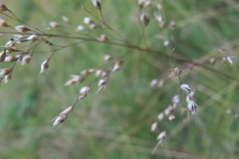 Flora of Serengeti National Park