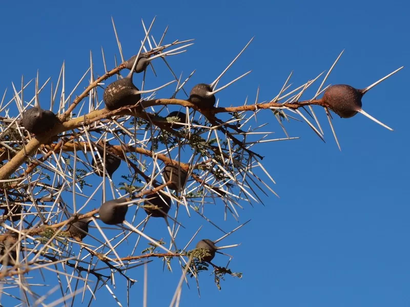 Flora of Serengeti National Park