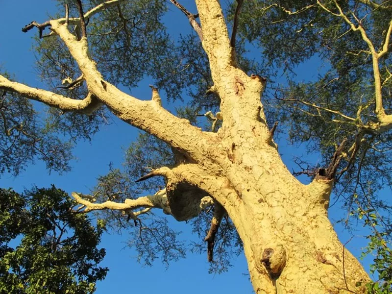 Flora of Serengeti National Park