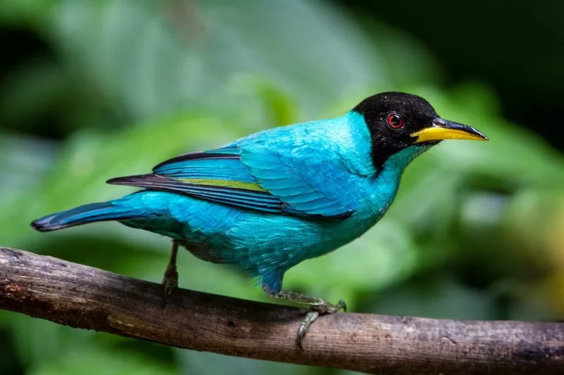 Famous birds of Costa Rica