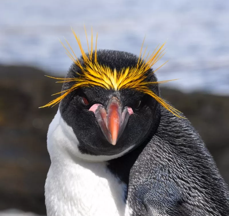 Penguin species of Antarctica