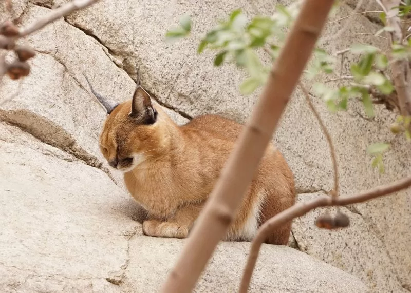 All about caracals