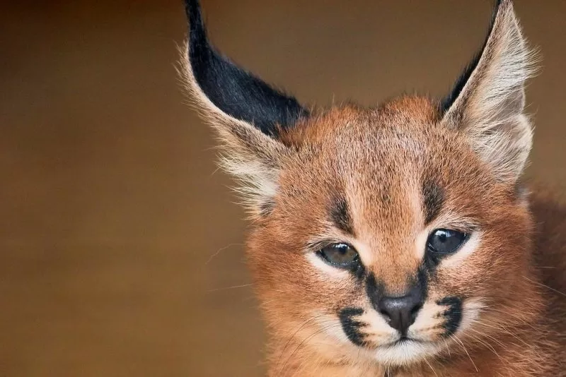 All about caracals