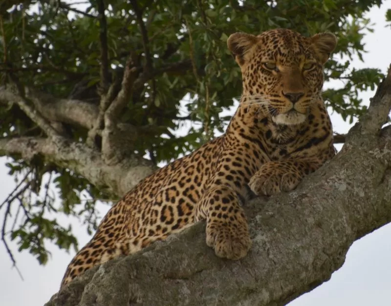 Best places for leopard in Africa