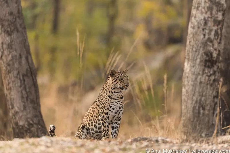 Best places for leopard in India